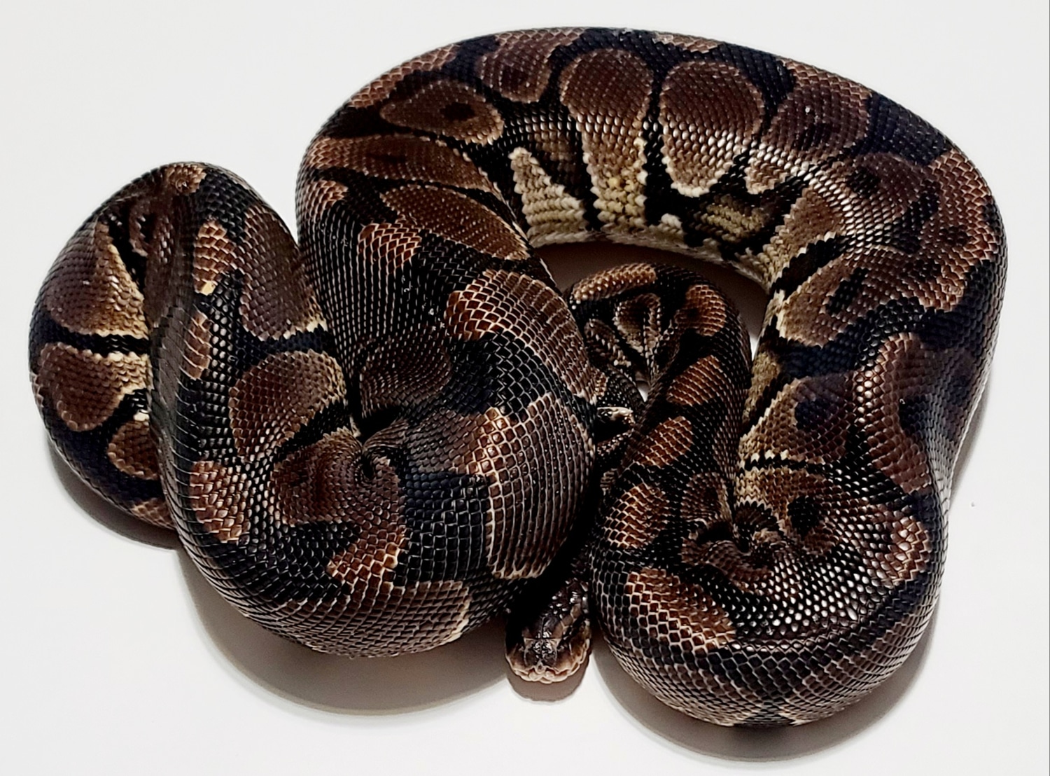 Het Black Axanthic Ball Python by No Limit Royals - MorphMarket