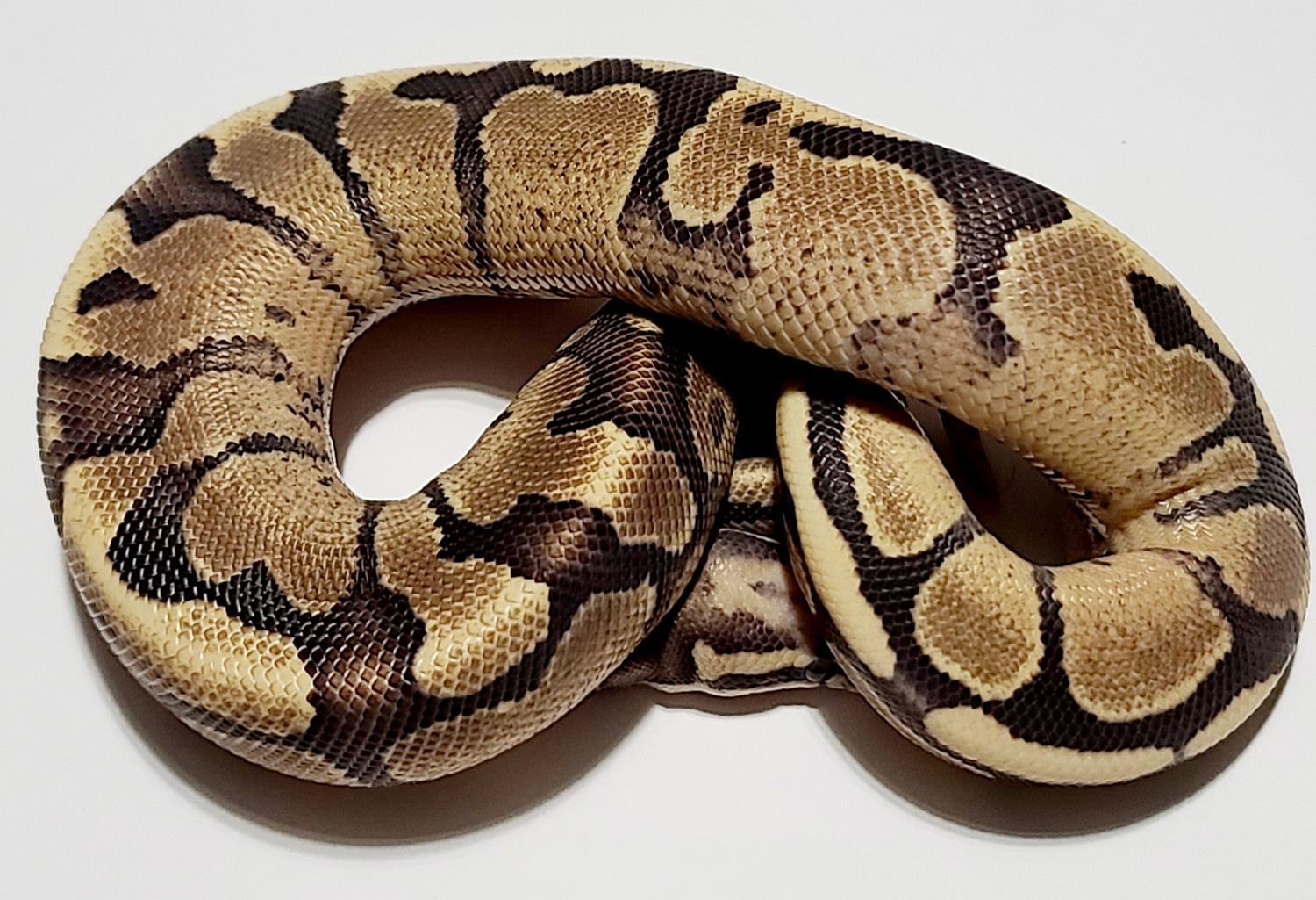 Super Vanilla YB Ball Python by No Limit Royals - MorphMarket