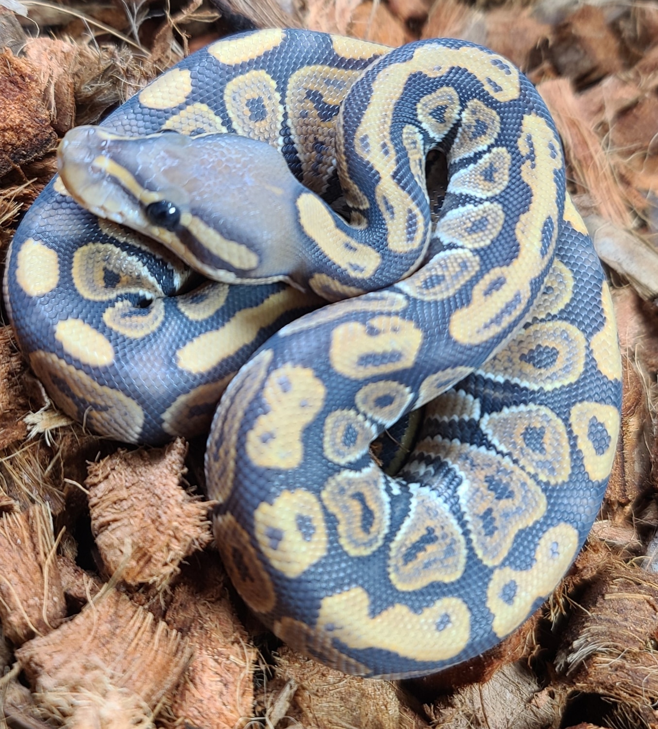 Huffman Hypo Ball Python by No Limit Royals - MorphMarket
