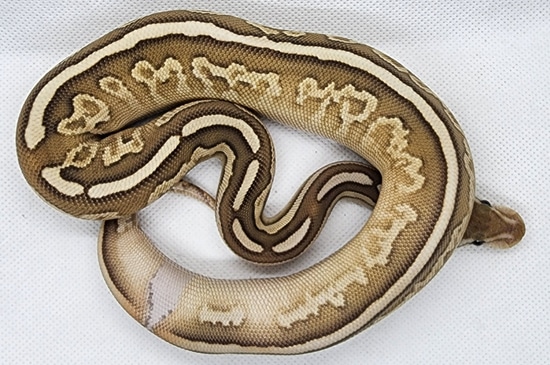 Black Pastel Butter Fire Het Clown Ball Python by No Limit Royals