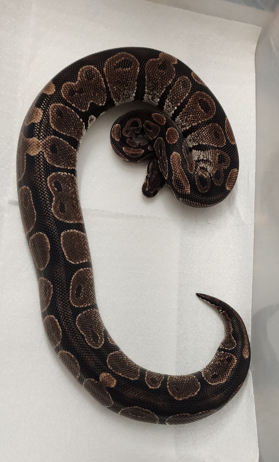 Black Axanthic ***Free Shipping *** Ball Python by No Limit Royals ...
