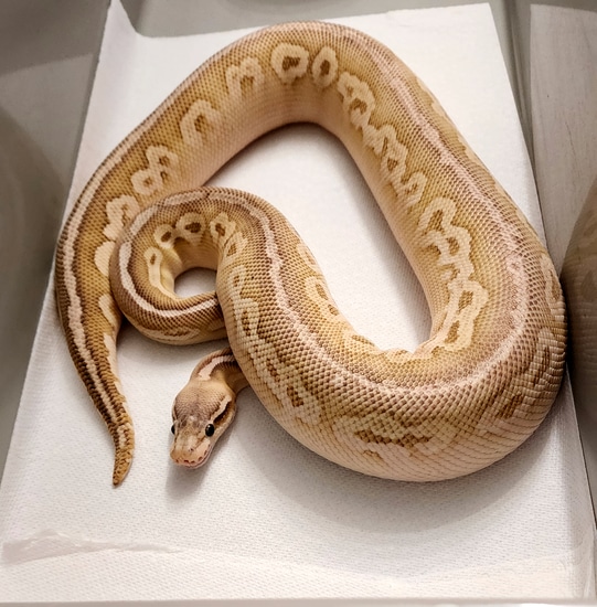 Black Pewter Butter Hypo Ball Python by No Limit Royals
