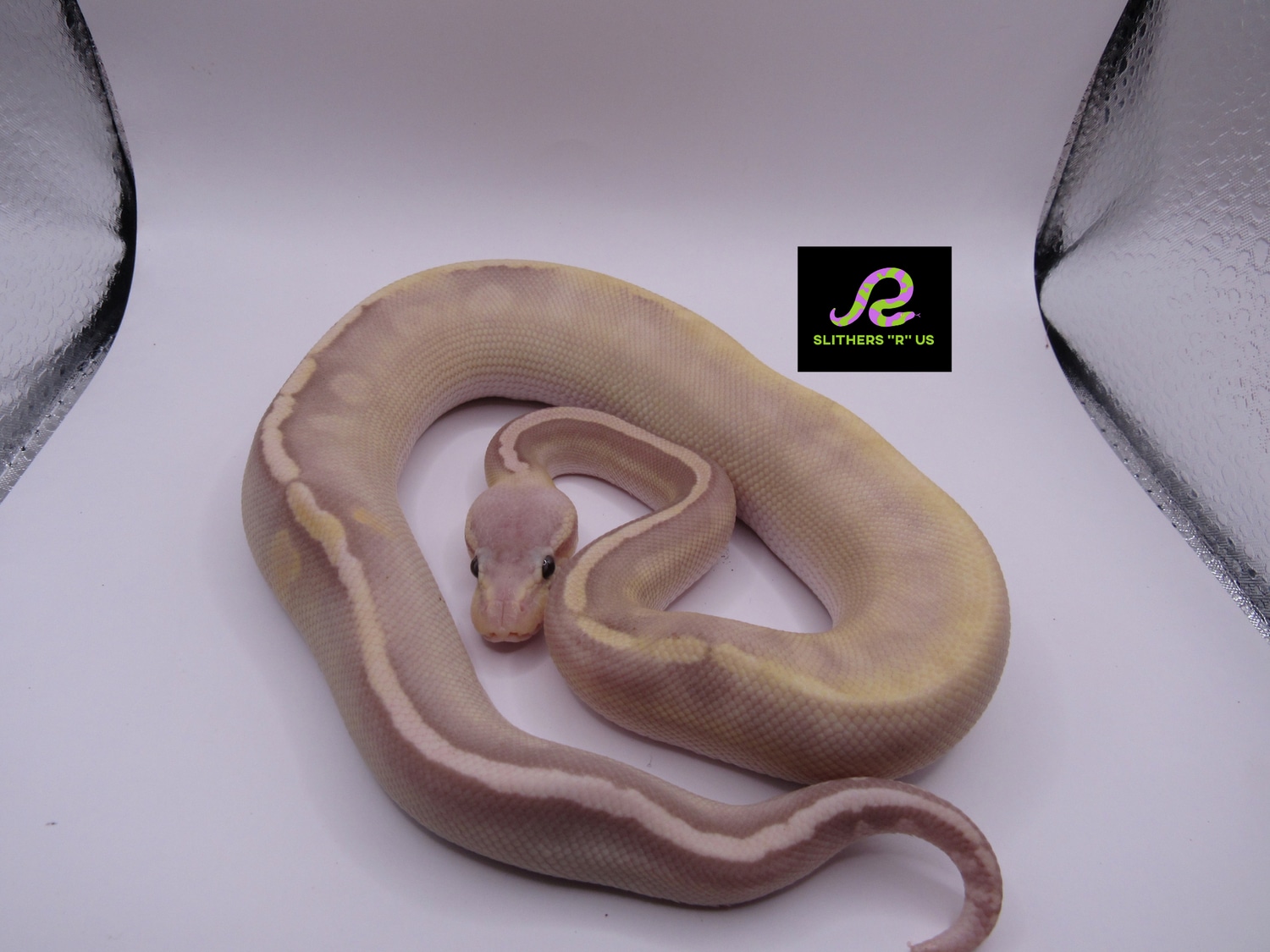 Cinnamon Banana Ghi Mojave Pastel Ball Python by Slithers "R " us ...