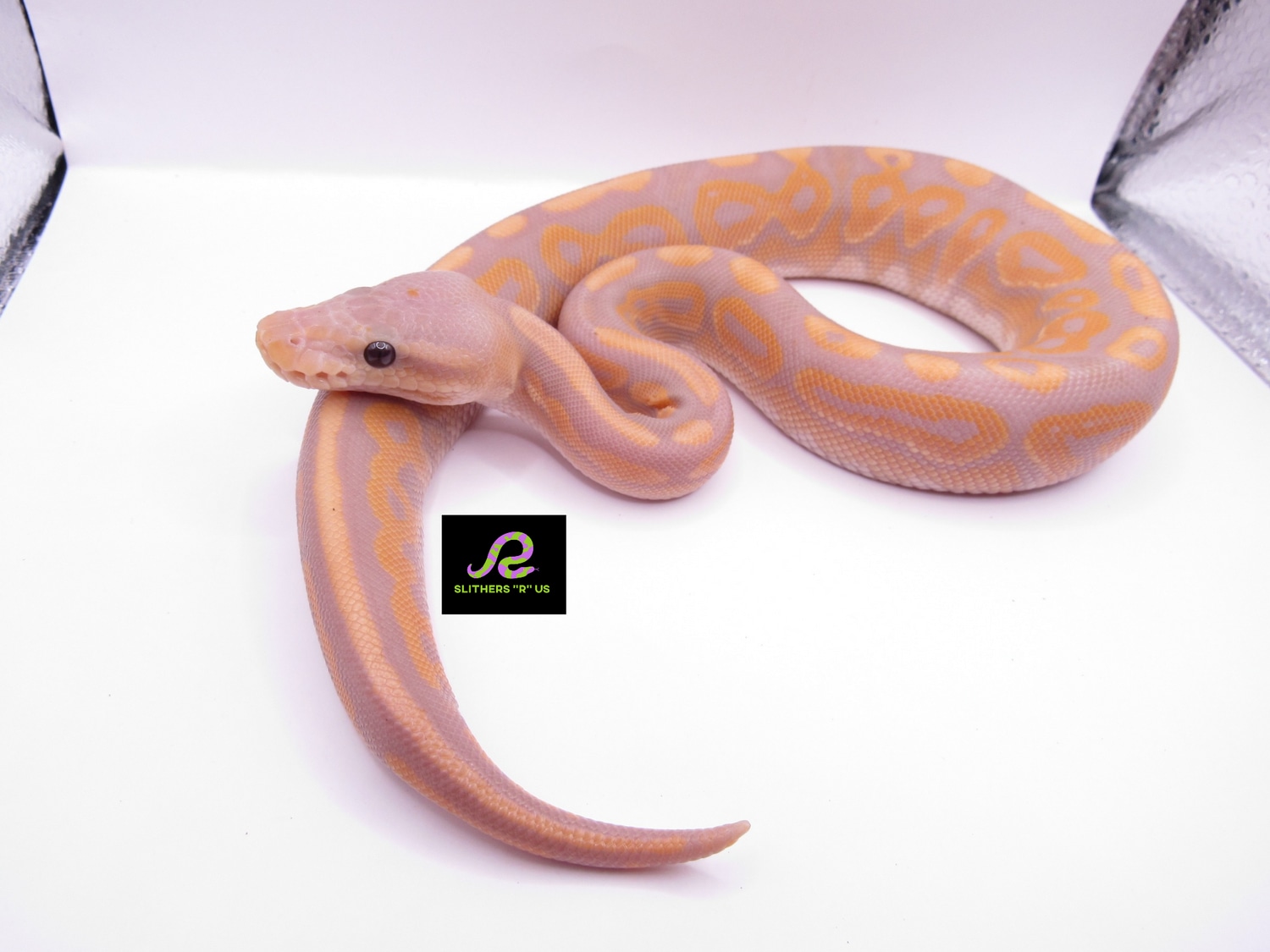 Banana Cinnamon Het Albino Ball Python by Slithers "R " us - MorphMarket
