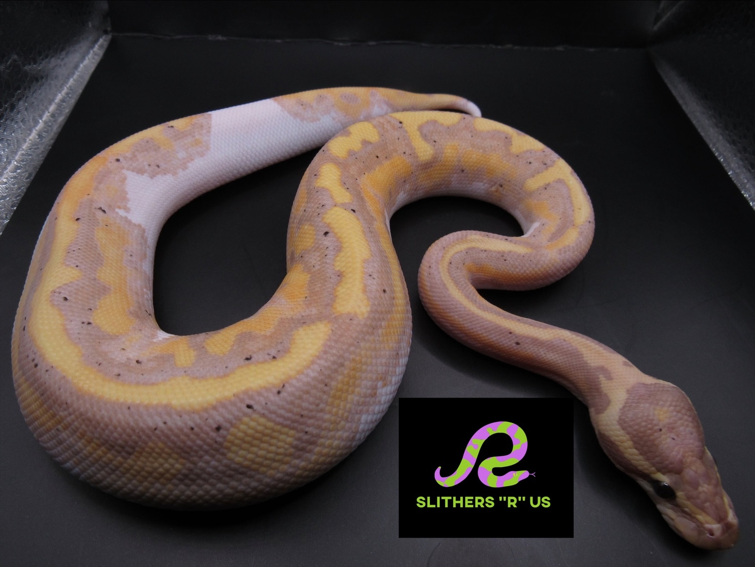 Buy One Get One 50% Off Banana Piebald #3 Ball Python by Slithers "R ...