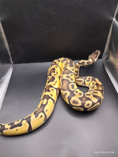 Pastel Yellowbelly/ Asphalt Flame Ball Python by Slithers "R " us