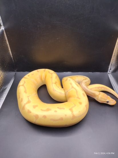 Banana Enchi Pinstripe Yellowbelly Fire Ball Python by Slithers "R " us