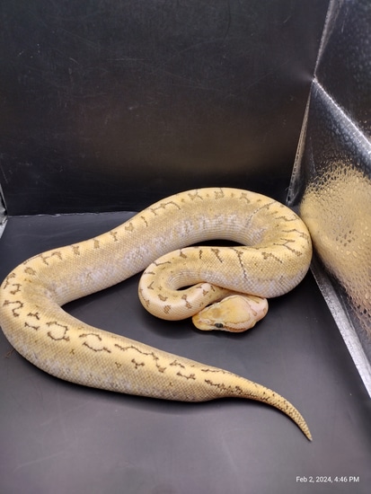 Bamboo Fire Pinstripe Ball Python by Slithers "R " us