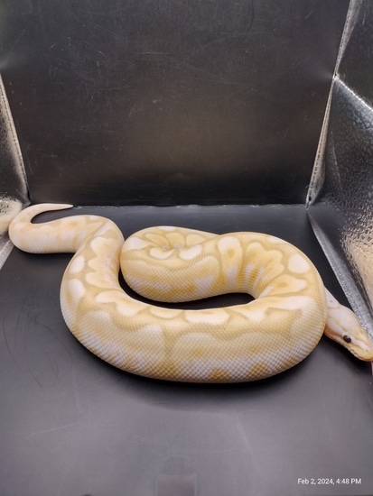 Cinnamon Pastel Banana Orange Dream Spider Ball Python by Slithers "R " us
