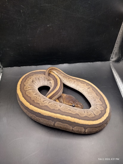 Mojave Pinstripe Ball Python by Slithers "R " us