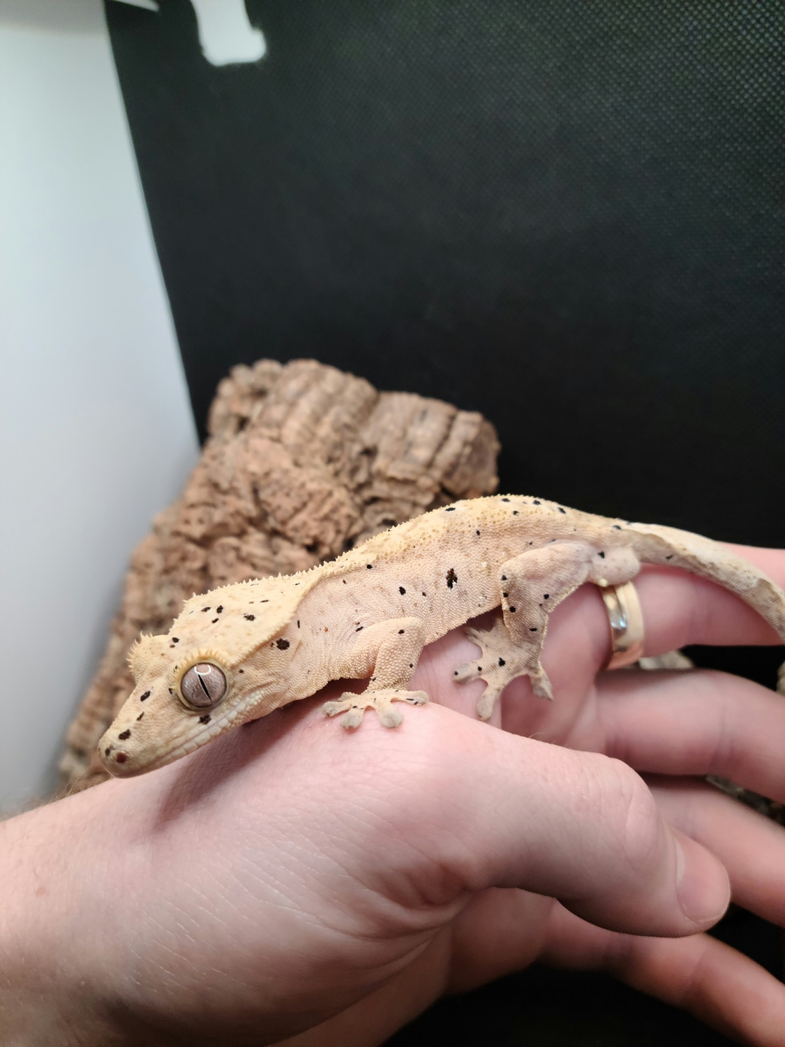 Red Dalmatian Crested Gecko by Diablo geckos - MorphMarket