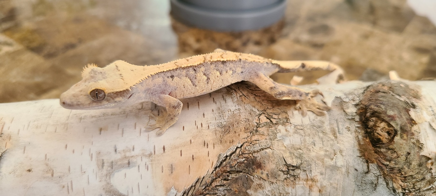 Partial Pinstripe Crested Gecko by Diablo geckos - MorphMarket