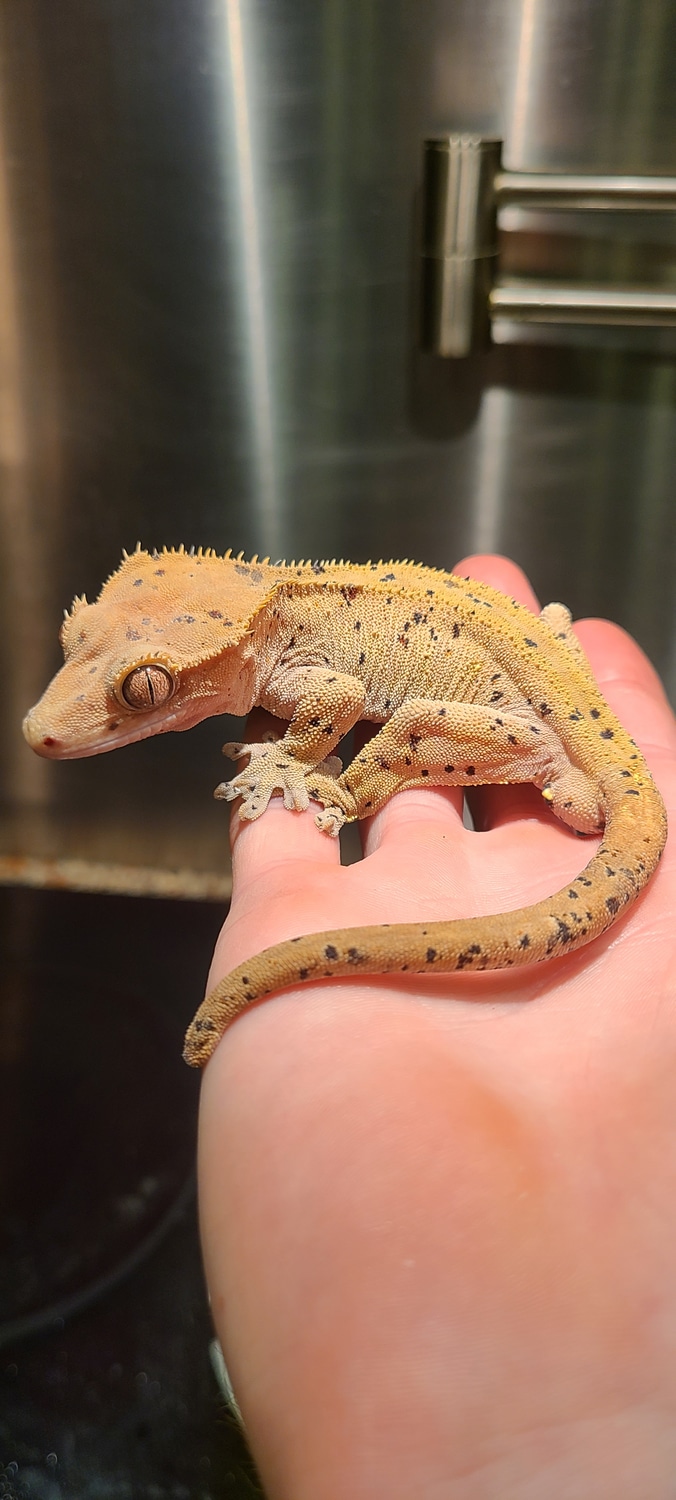 Super Dalmatian Crested Gecko by Diablo geckos - MorphMarket