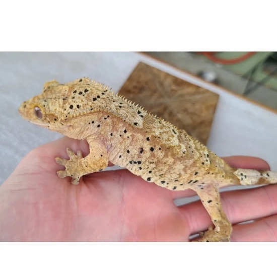 Super Dalmatian Crested Gecko by Diablo geckos