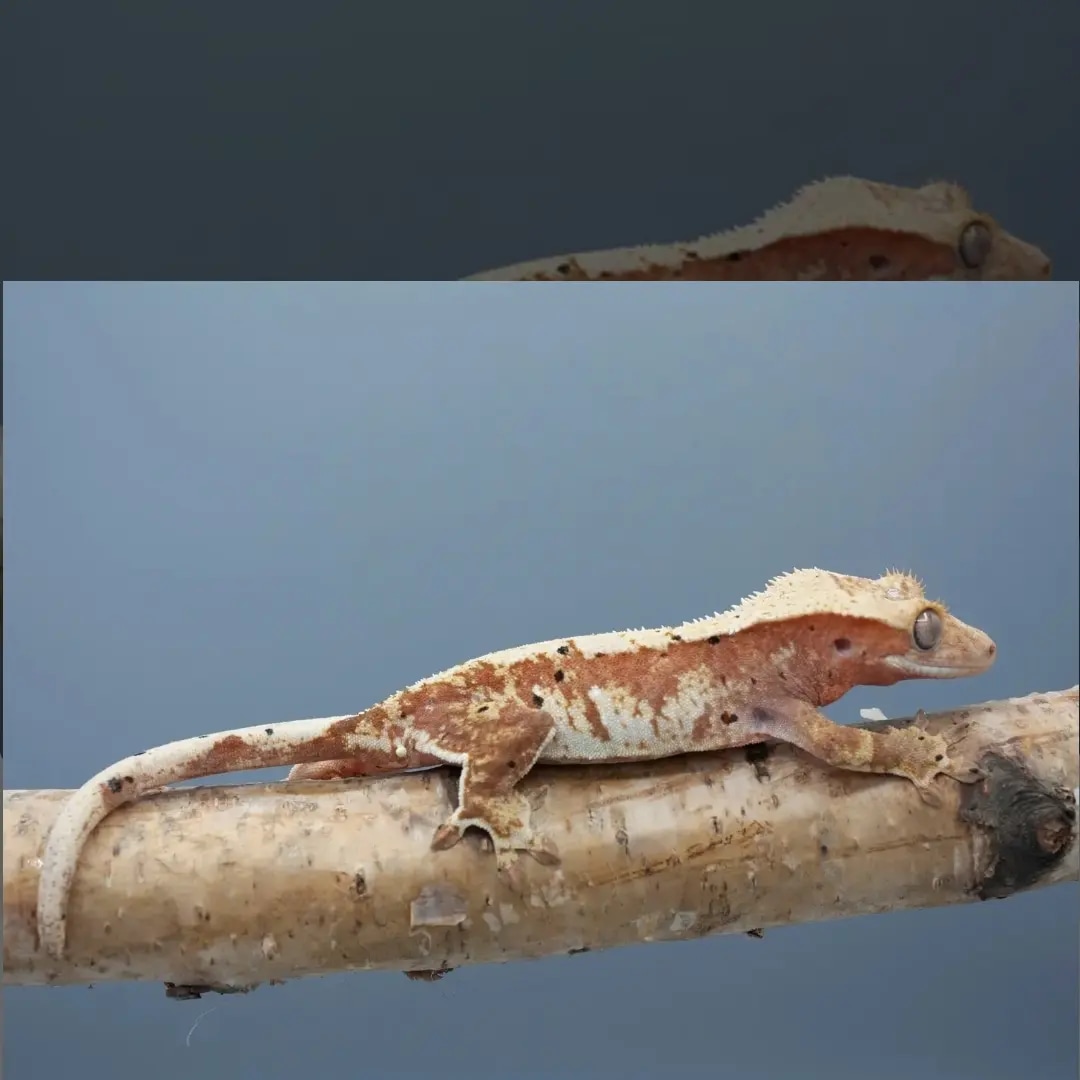 Red Extreme Harlequin Crested Gecko by Diablo geckos - MorphMarket