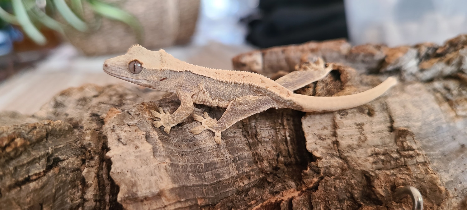 Lilly White Crested Gecko by Diablo geckos - MorphMarket