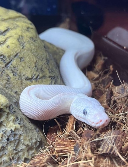 BEL Mojave, Lesser Ball Python by Omega Exotic Friends