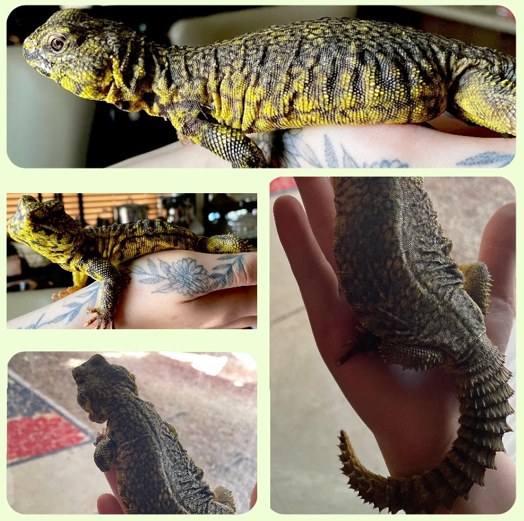 Yellow Spiny-Tailed Lizaed Uromastyx More Lizard by I&S Crescent ...
