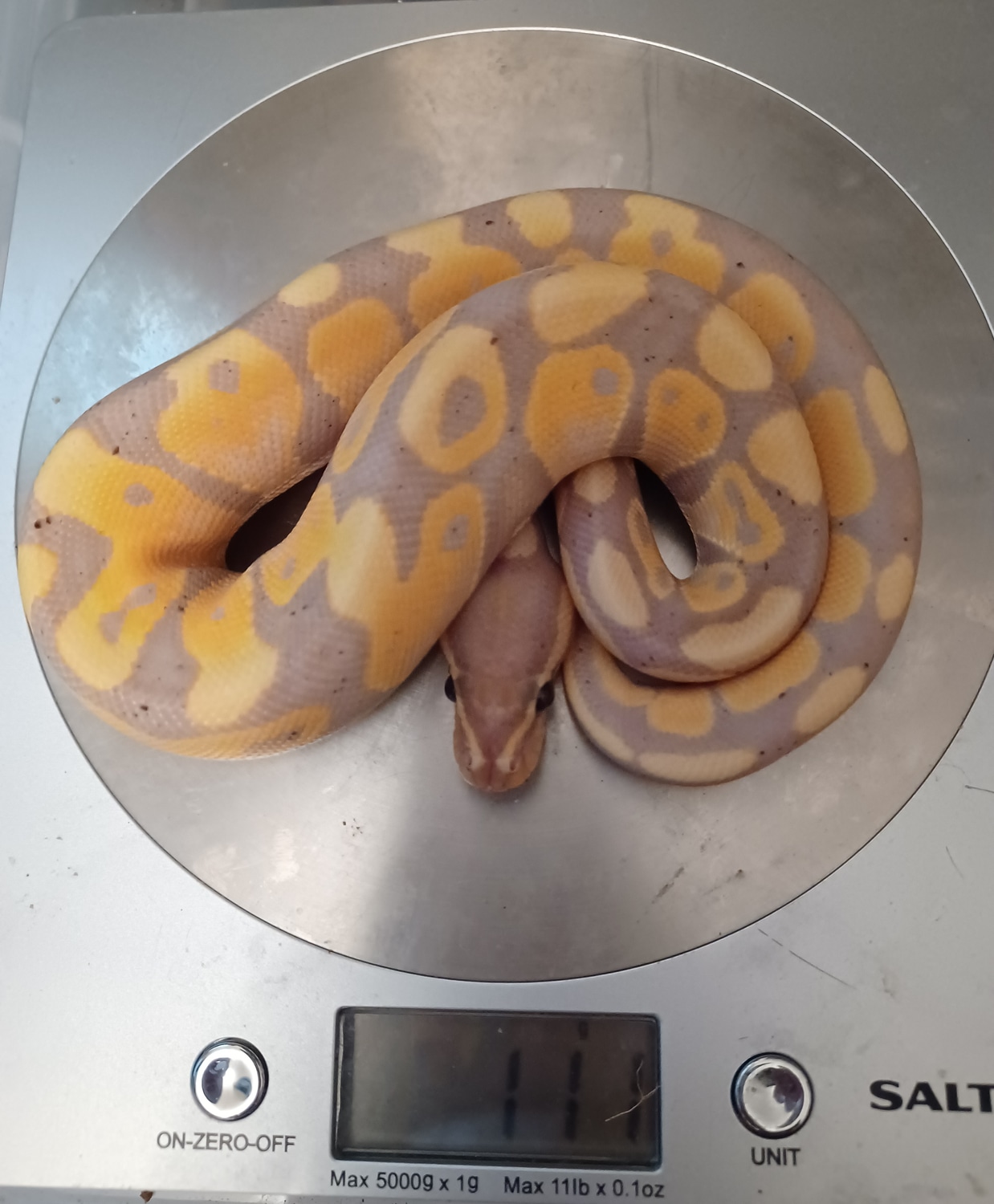 CB22 Banana Ball Python by Stay Royal Ball Pythons and Fire Skinks ...