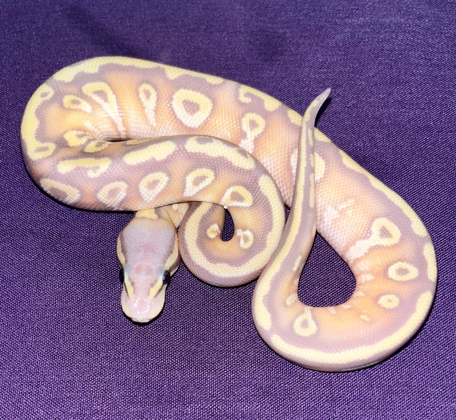 Banana/ Mojave Ball Python by Spell’s BELs - MorphMarket