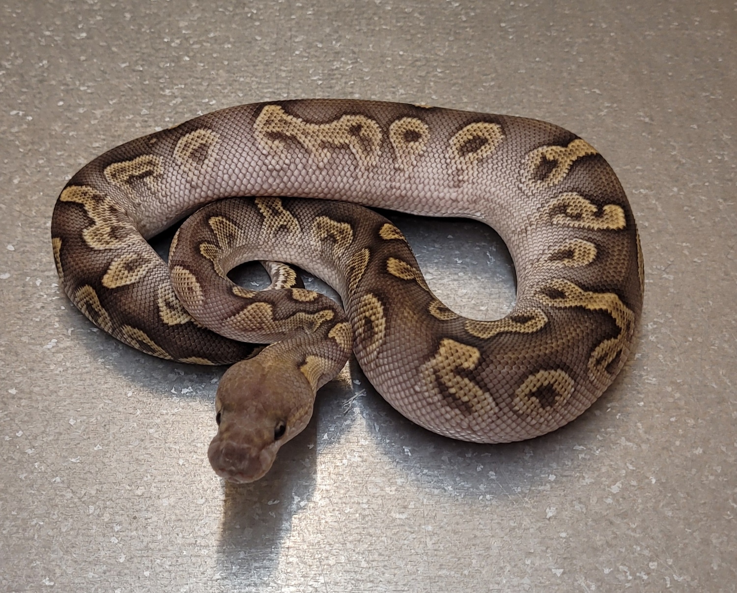 Ghi Mojave Clown Ball Python by RD ballpython - MorphMarket