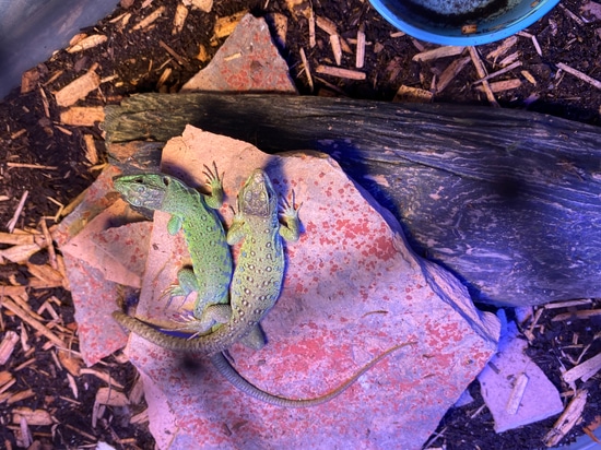 Het Melanistic Jeweled Lacertas More Lizard by Rooeys.Reptiles