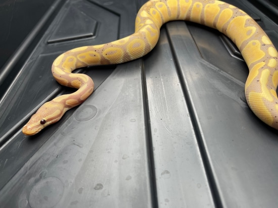 Banana Het G Stripe Ball Python by Rooeys.Reptiles