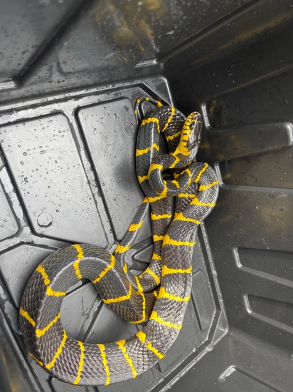 Boiga D. Multicincta More Colubrid by Rooeys.Reptiles