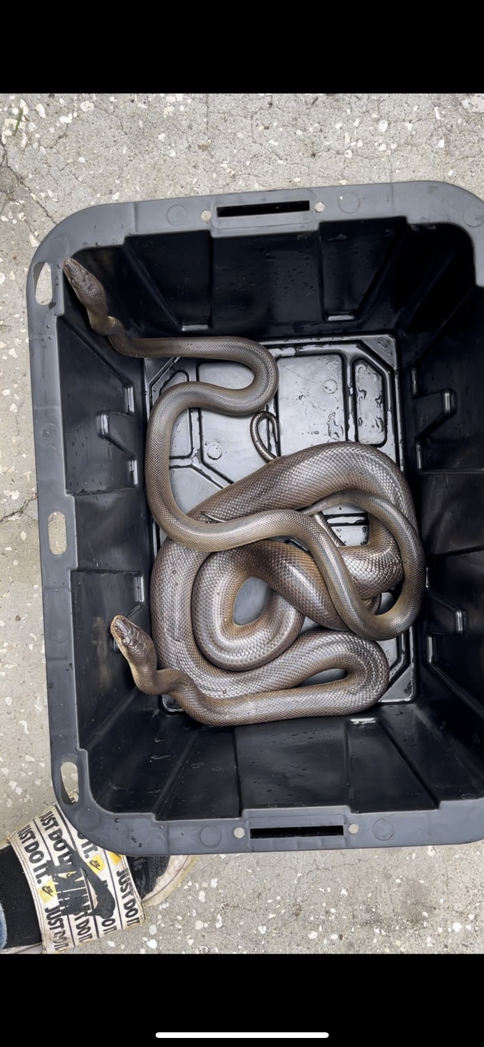 1.1 Unrelated Pair AWP’s Water Python by Rooeys.Reptiles - MorphMarket