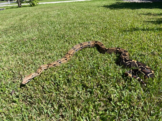 Ready To Breed Female BCI Boa Constrictor by Rooeys.Reptiles