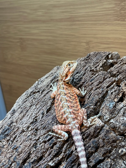 Hypo Blue Bar Leatherback Red Tiger Central Bearded Dragon by Rooeys ...