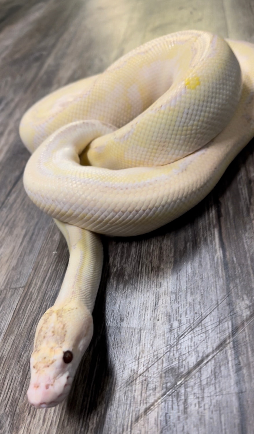 Enchi Champagne Desert Ghost Ball Python by RookiesRoyalBalls - MorphMarket