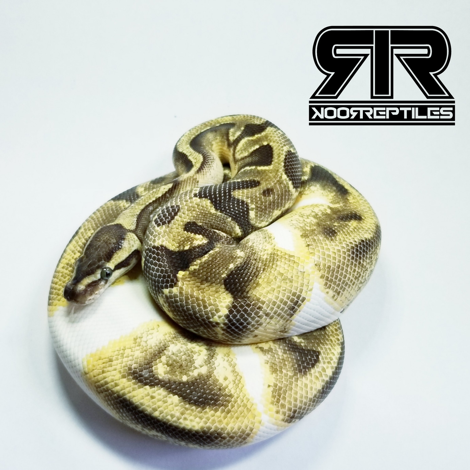 Piebald Enchi Leopard Ball Python by Rook Reptiles - MorphMarket
