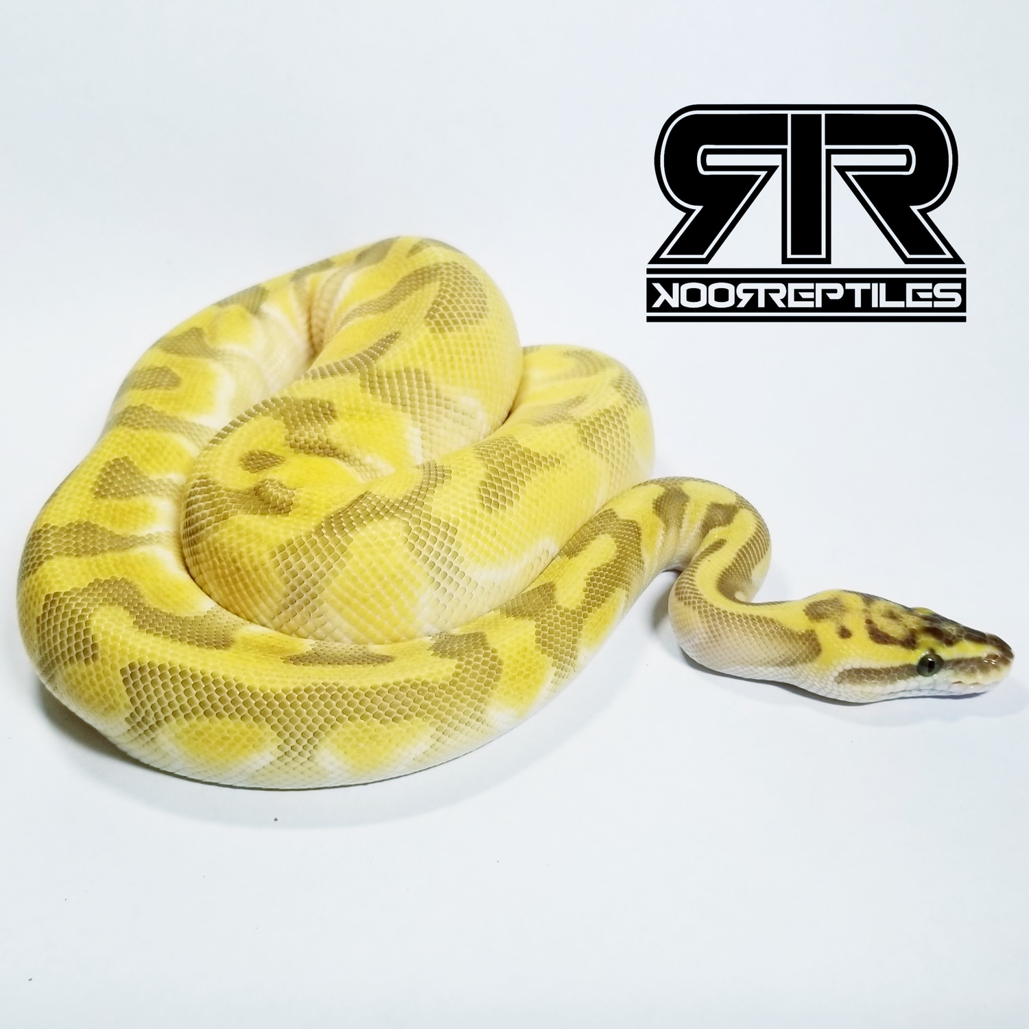 Super Enchi Super Pastel Lesser Ball Python by Rook Reptiles - MorphMarket