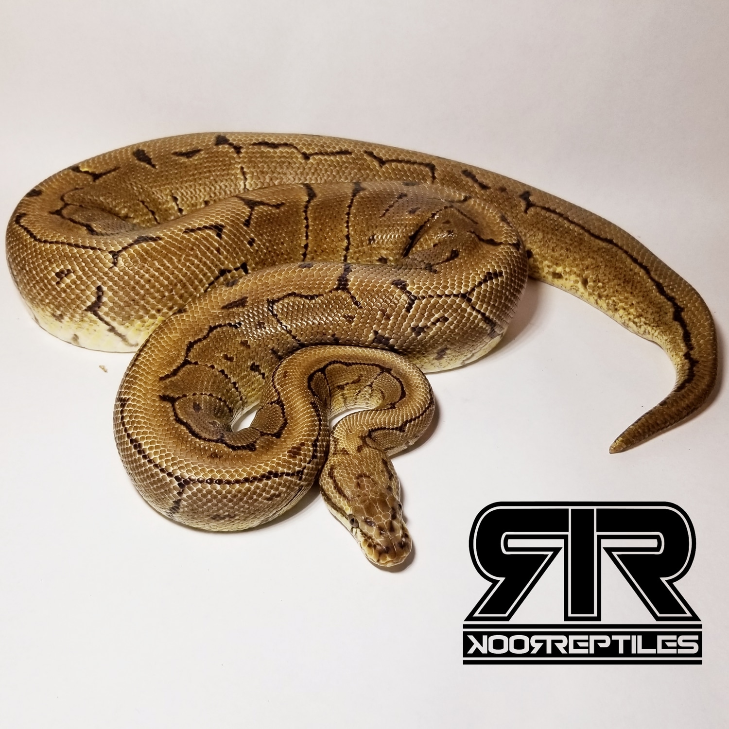 Spotnose Pinstripe Ball Python by Rook Reptiles - MorphMarket