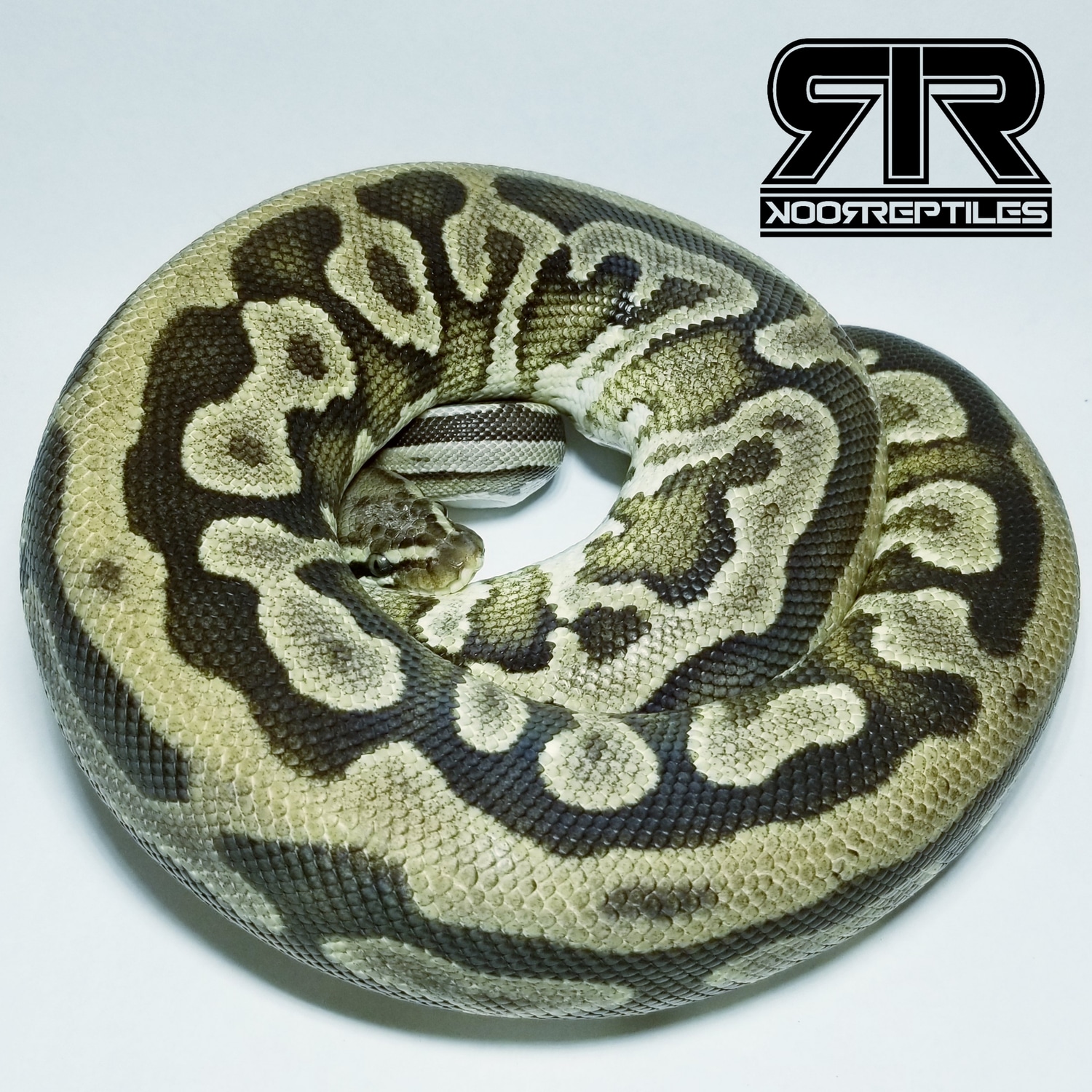 Spotnose Leopard Mojave Ball Python by Rook Reptiles - MorphMarket