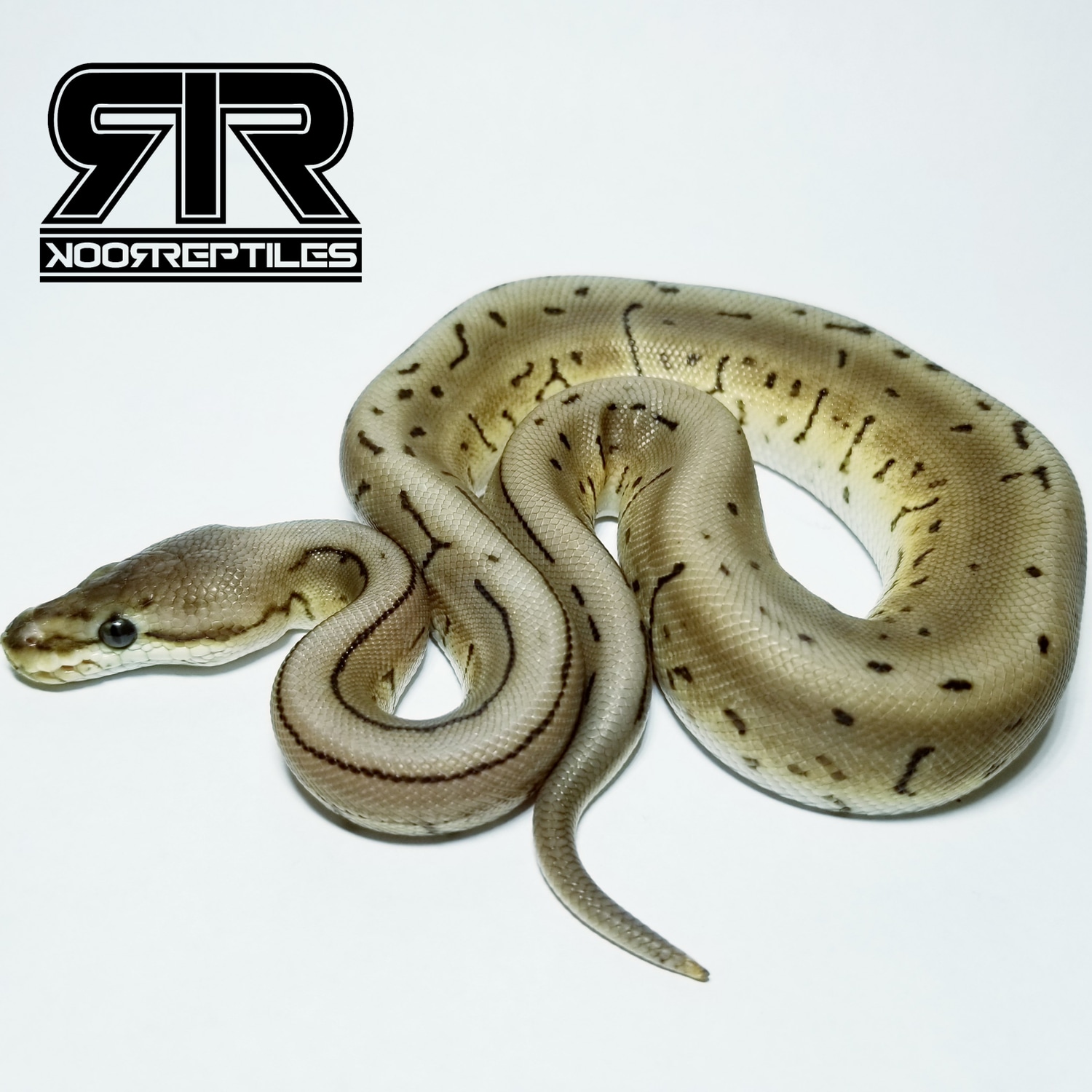 Leopard Cinnamon Spinner Ball Python by Rook Reptiles - MorphMarket