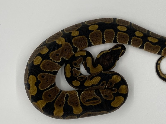 Normal Ball Python by Serenitys Exotics