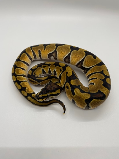 Enchi Ball Python by Serenitys Exotics