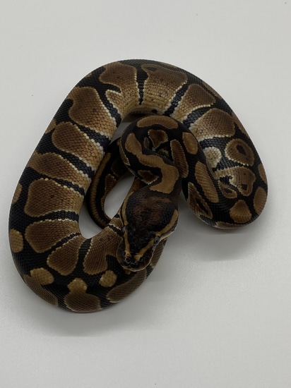 Normal Ball Python by Serenitys Exotics