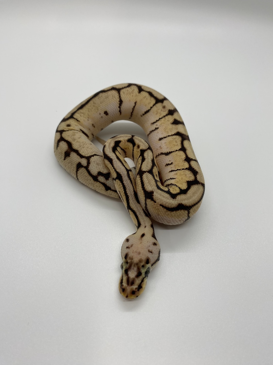 Bumblebee Ball Python by Serenitys Exotics - MorphMarket