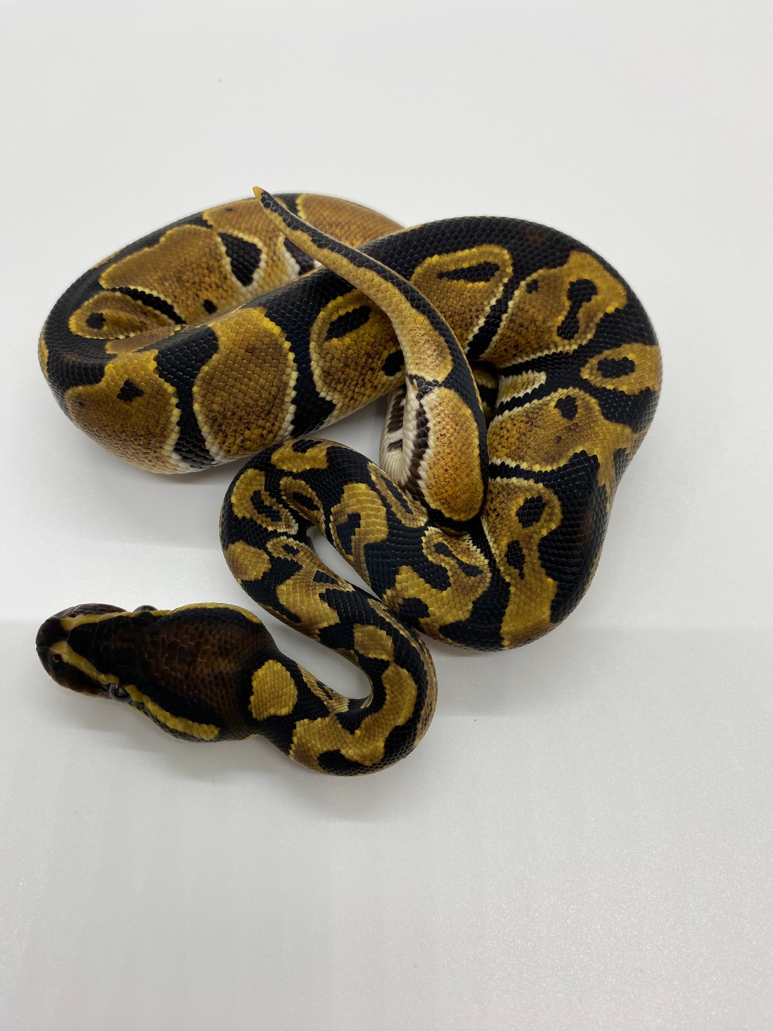Calico Ball Python by Serenitys Exotics - MorphMarket