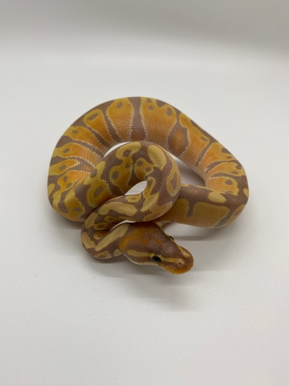 Banana Calico Pos. Pastel (Female Maker) Ball Python by Serenitys Exotics