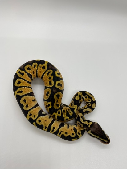 Pastel Calico Ball Python by Serenitys Exotics