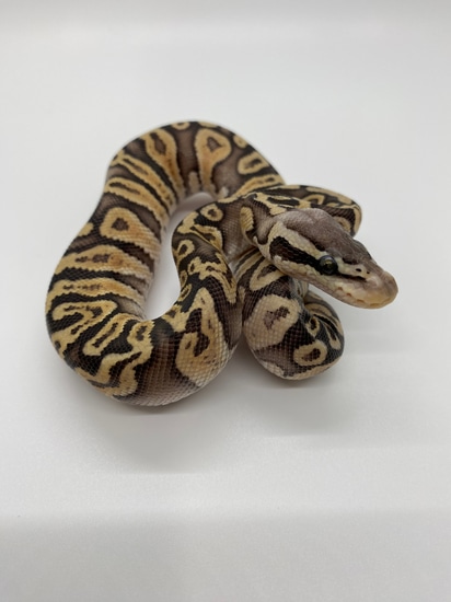 Super Pastel GHI Pos YB Ball Python by Serenitys Exotics