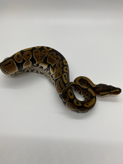 Normal Ball Python by Serenitys Exotics