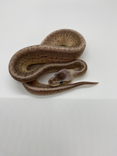 Pastel Cinnamon Pinstripe Ball Python by Serenitys Exotics