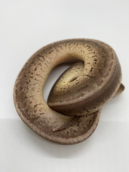 Pastel Cinnamon Pinstripe Ball Python by Serenitys Exotics