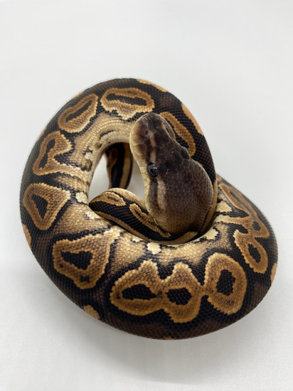 Cinnamon Ball Python by Serenitys Exotics