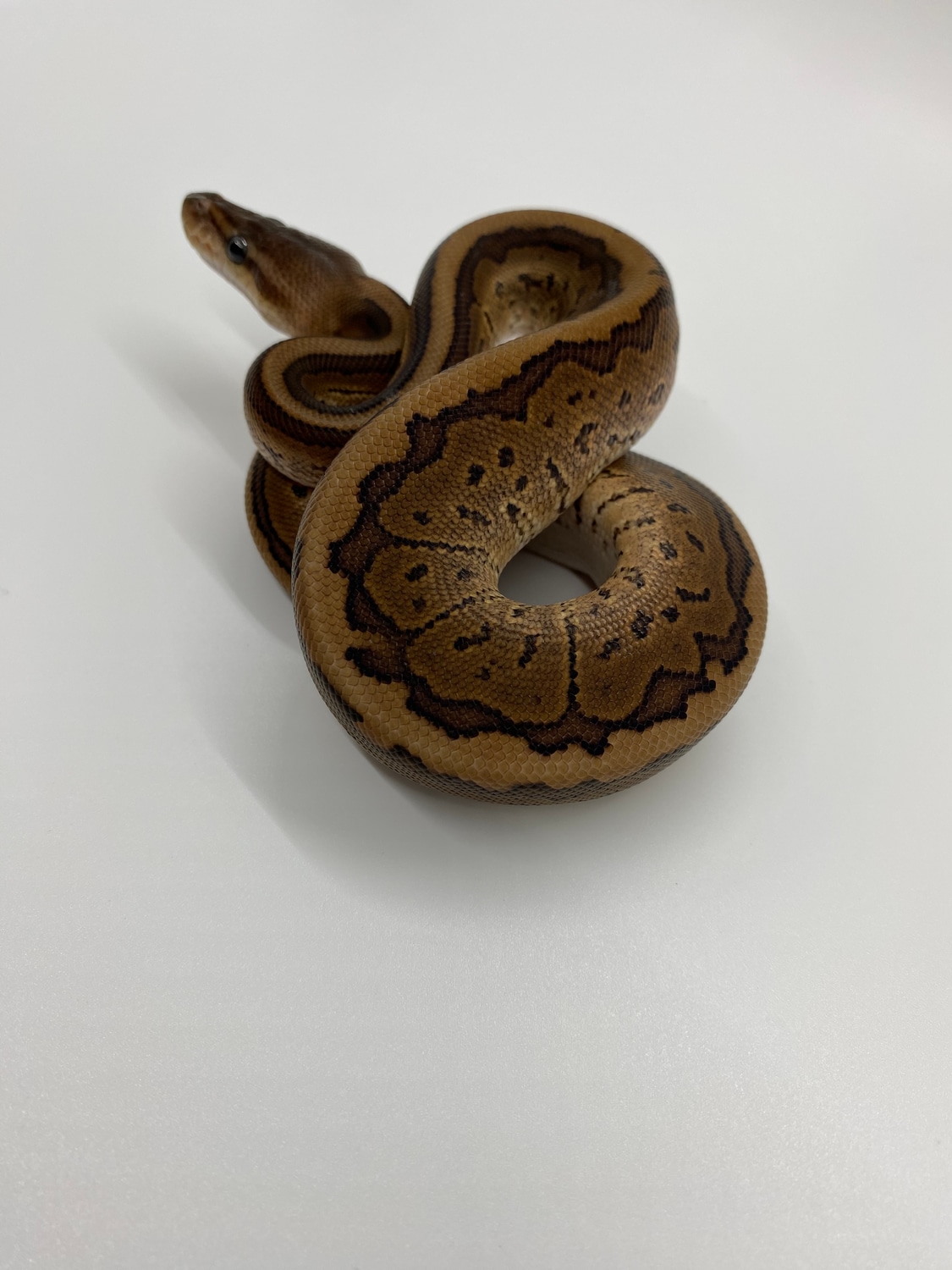 Cinnamon Pinstripe Ball Python by Serenitys Exotics - MorphMarket